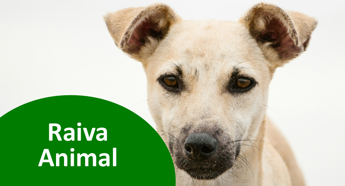Raiva animal: ciclo, sintomas e prevenção - Indubras