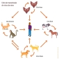 Raiva animal: ciclo, sintomas e prevenção - Indubras