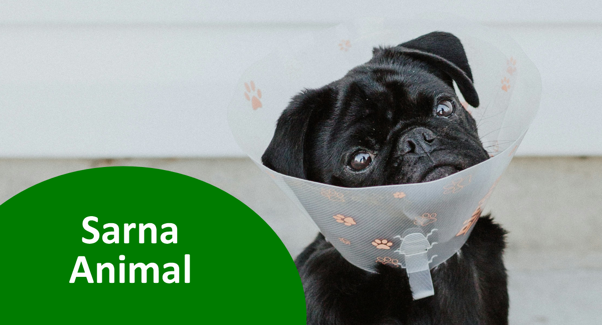 Sarna animal tem cura? Conheça os sintomas e como tratar este problema ...