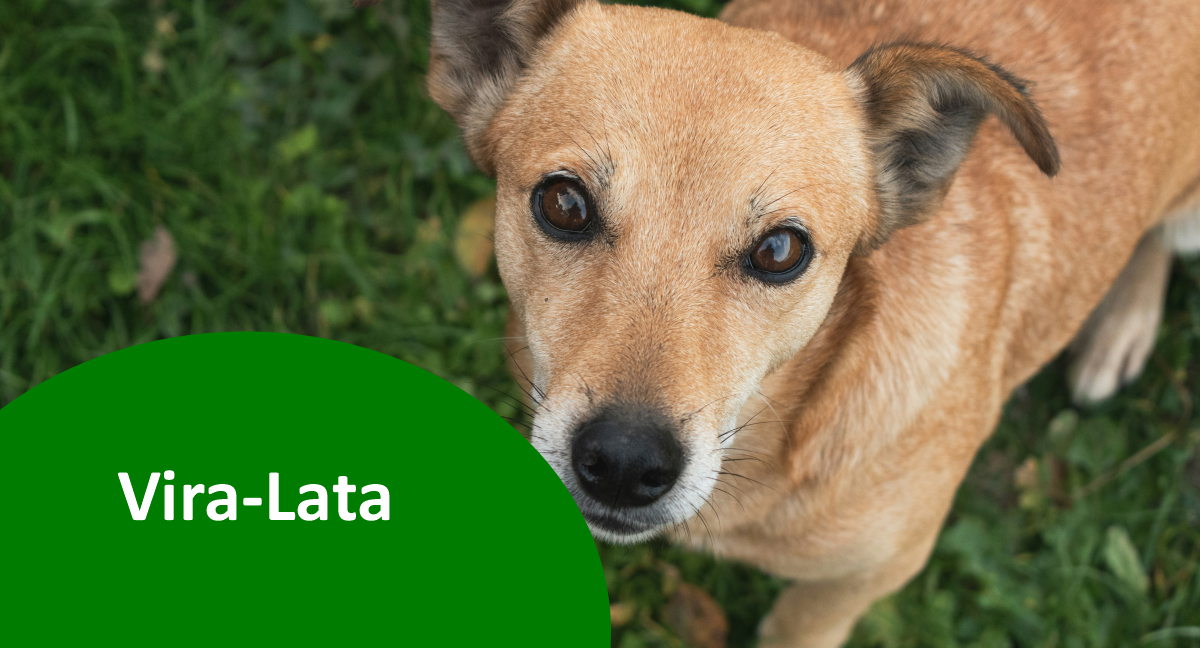 31 de julho: dia do vira-lata (SRD) - Indubras