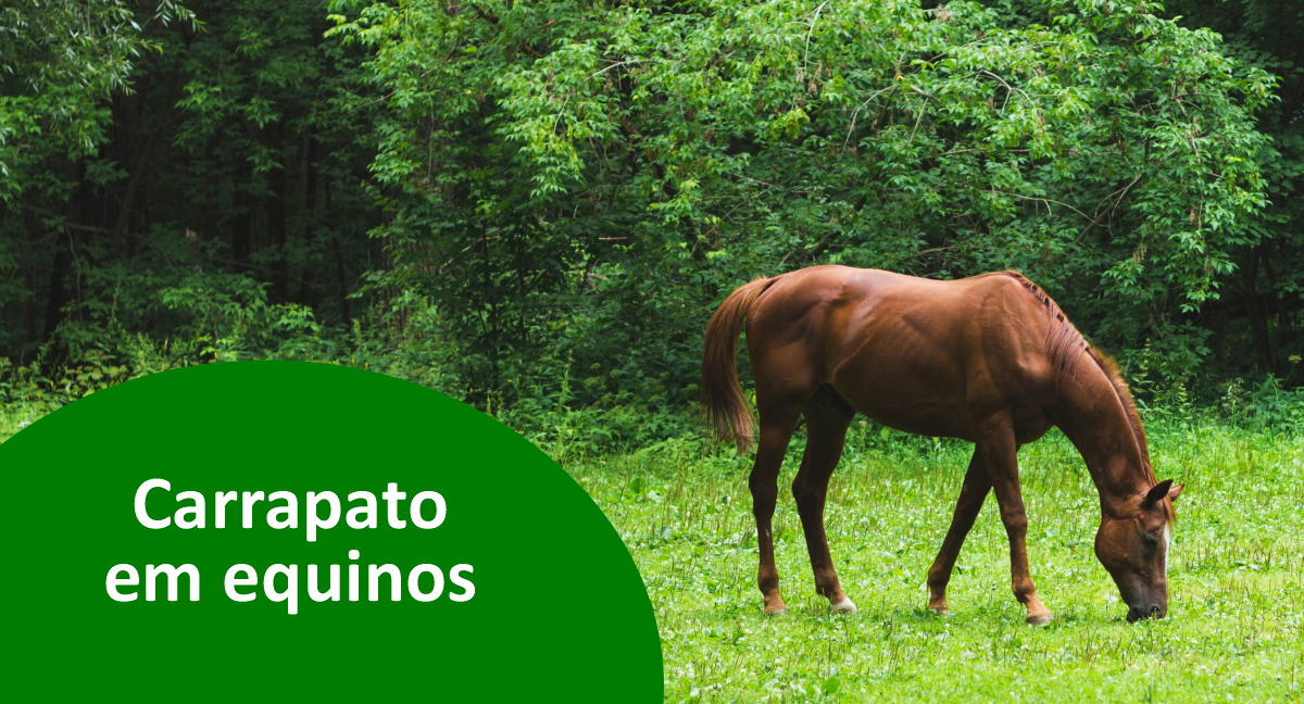 Carrapato Verde Png Remédio Para Pulga Carrapato Duração 3 Meses