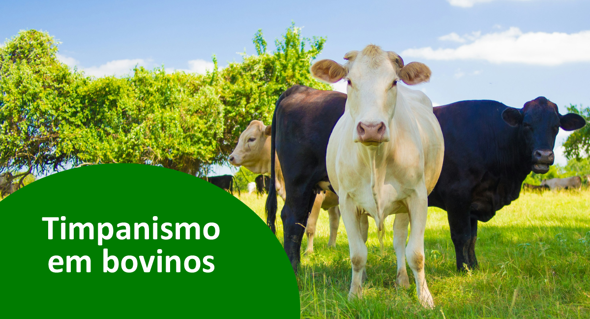 Timpanismo em bovinos: conheça as principais causas e opções de ...