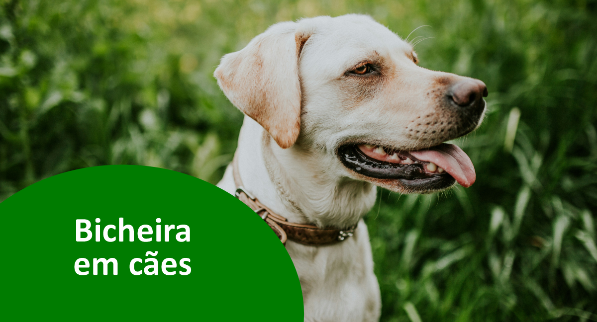 Bicheira em cachorro: causas, sintomas e tratamento - Indubras