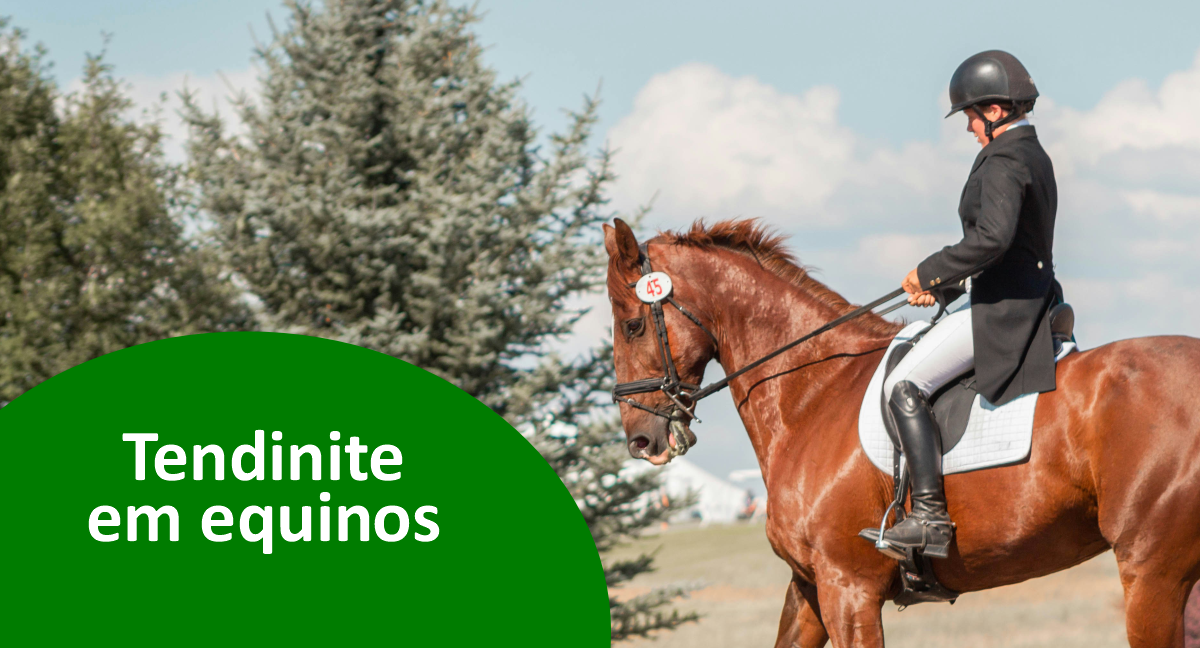 Tendinite em equinos: sintomas, causas e tratamento - Indubras