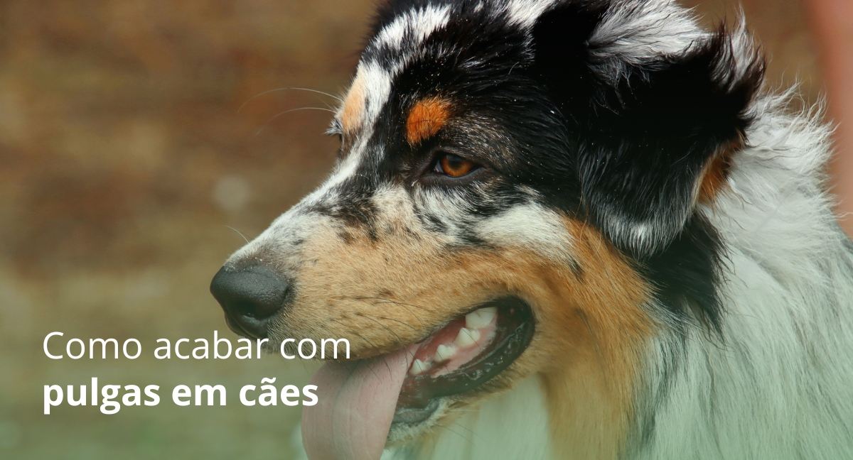 Como acabar com pulgas em cães - Indubras